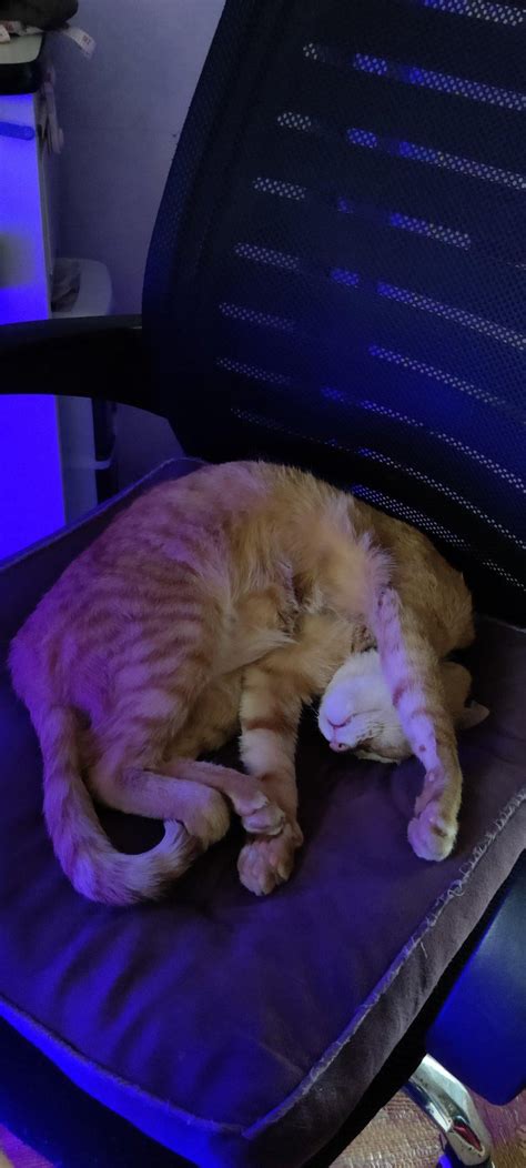 Yung Office Mate Ko Tulog Na Naman Rcatsofrph