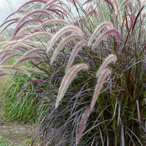Purple Maiden Grass Ubicaciondepersonascdmxgobmx