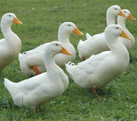 Pekin Duck Origin Characteristics Uses Photo