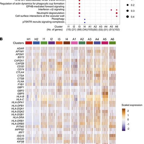 Htlv 1 Infected And Atl Cells Upregulate Hla Class Ii Gene Expression