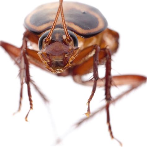 How to identify if you have a cockroach problem