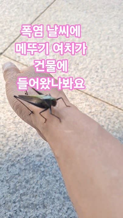 폭염 날씨에 메뚜기 여치가 건물에 들어왔나봐요 메뚜기 여치 Youtube