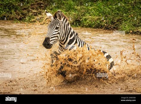 Plains Zebra Equus Quagga Struggles Across River In Spray Cottars