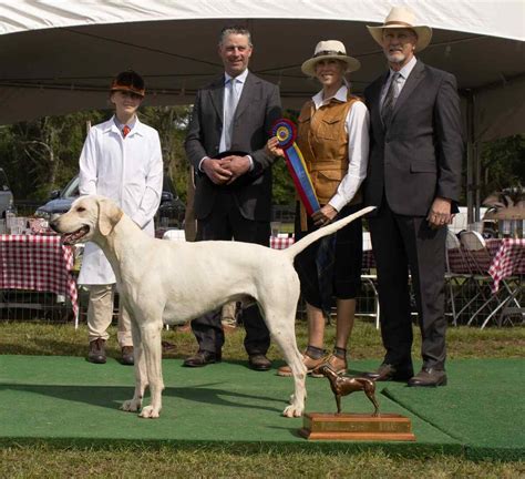 Southern Hound Show Masters Of Foxhounds Association Of North America