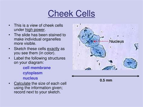 Cheek Cell Under Microscope Labeled