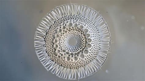 A Microscopic View Of A Single Diatom Frustule Showing The Intricate