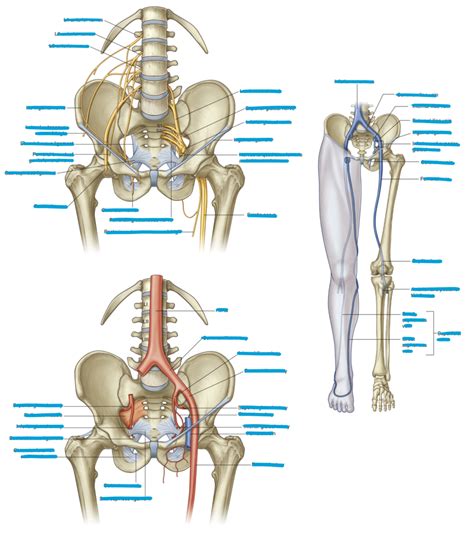 Nerves Veins And Arteries Of The Hip Diagram Quizlet