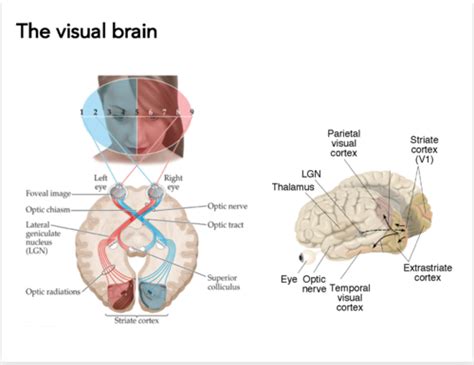 Object Recognition To What Extent Is The Human Object Recognition System ‘modular Flashcards
