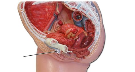 Lab 8 Female Anatomical Model Flashcards Quizlet