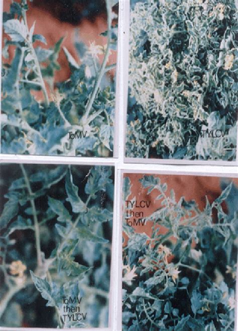 Effect Of Tomv On Severity Of Symptoms On Tylcv Inoculated Tomato