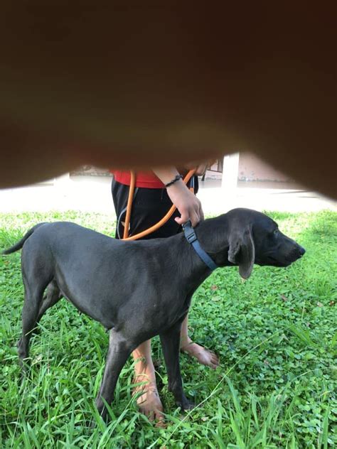 Blue Weimaraner In Georgia ლურჯი ვეიმარანერი საქართველოში Facebook