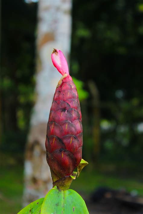 Spiral Jahe Bunga Tunas Krep Foto Gratis Di Pixabay Pixabay