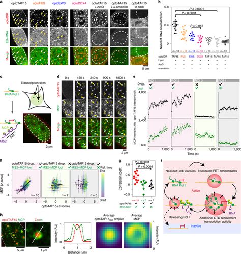 Condensation Of Transcriptional IDRs Enhances Transcription A