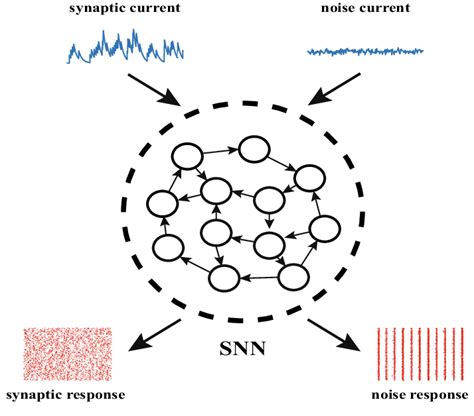 Schematic Diagram The Spiking Neural Network SNN Is Driven By Two