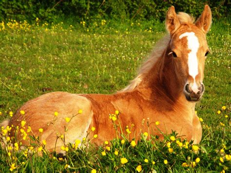100 Cute Horse Pictures