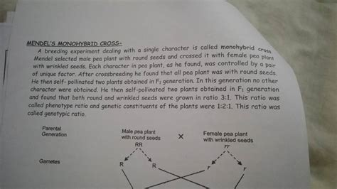 MENDEL S MONOHYBRID CROSS A Breeding Experiment Dealing With A Single Ch