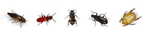 Beetles Of Michigan