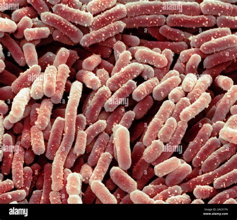 Lactobacillus Bacteria Coloured Scanning Electron Micrograph Sem Of