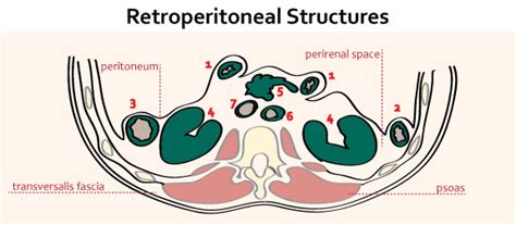 Retroperitoneal Organs Mnemonic Epomedicine