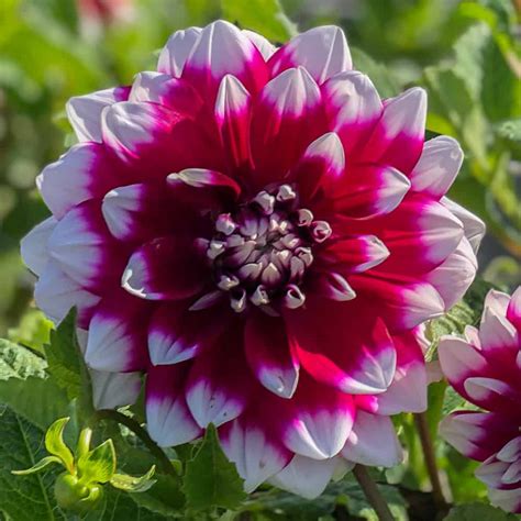 Dahlia Louis Walcher Bloemenpark Appeltern