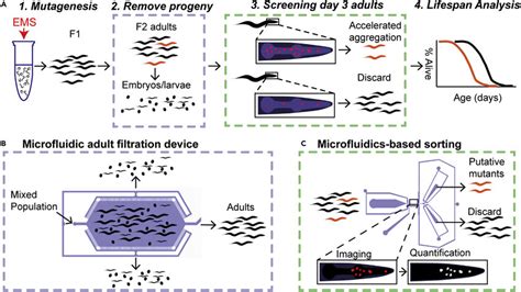 Process For Semi Automatic Forward Genetic Screening For Protein