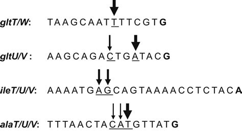 putative rnase e cleavage sites in the 5′‐leader sequences of glu2