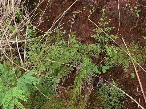 Onychium Siliculosum Pteridaceae