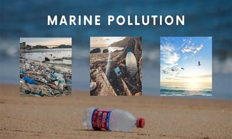 Marine Pollution Causes Effects And Solutions Environment Rant