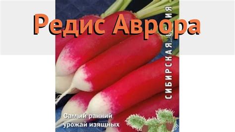 Редис обыкновенный Аврора (avrora) 🌿 редис Аврора обзор: как сажать ...