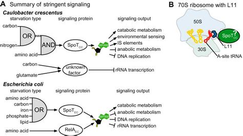 Summary Of The Regulatory Logic Of The Stringent Response In A