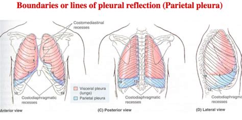 Lines Of Pleural Reflection