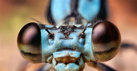 Arthro Pod Arthro Pod Ep 162 The Insect Head