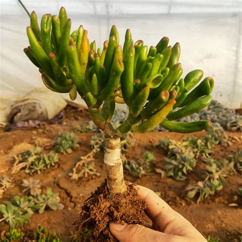 多肉植物多年老桩筒叶花月吸财树老桩多肉防辐射大棚种植好养 虎窝淘