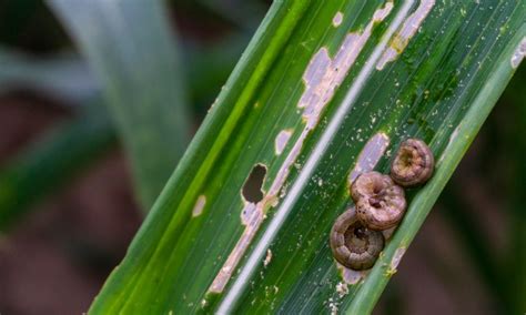 CIMMYT Announces Fall Armyworm Tolerant Maize Hybrids For Africa