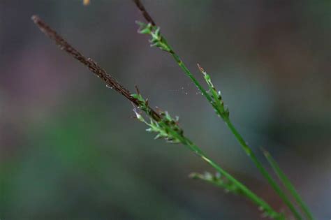 Carex Stenostachys Nihonmonjisuge