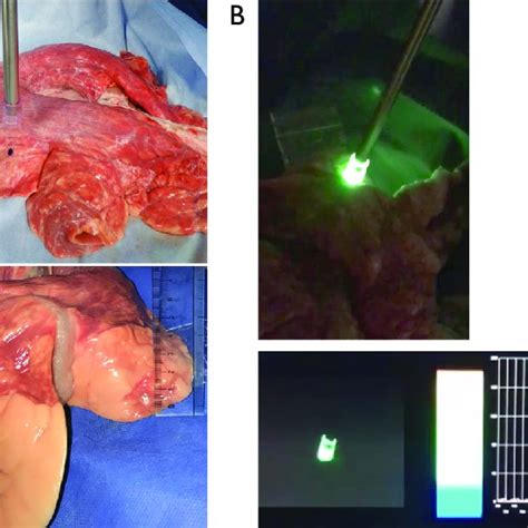 Wet Lab Experiments Using Porcine Lungs Ex Vivo A Inflated And Download Scientific Diagram
