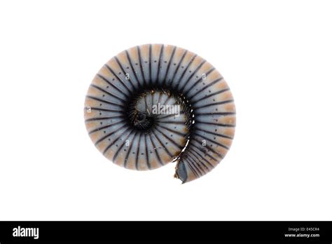 Millipede Julus Terrestris Rolled Up For Defense Alicante Spain