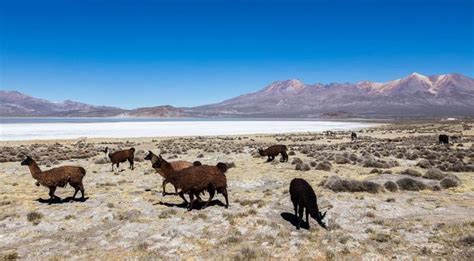 20 Lugares Para Visitar En Arequipa Y Qué Hacer En Ellos Peru Hop