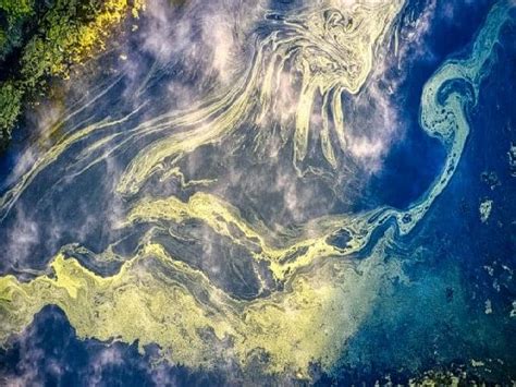 New Technology Maps Detailed Movement Of Microscopic Algae Crucial For