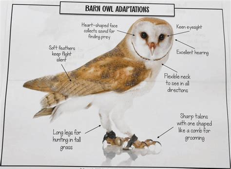 Dissection Of Owl Pellets Activity Packet