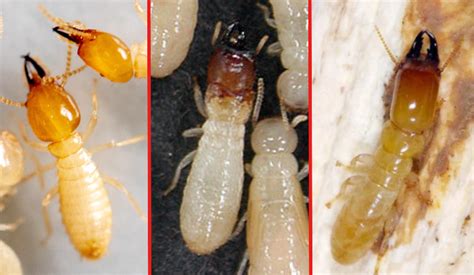 Difference Between Subterranean Drywood And Dampwood Termites