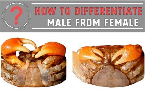 How To Tell If A Crab Is Male Or Female Shrimp And Snail Breeder