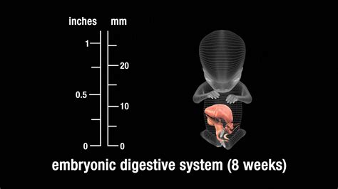 The Human Digestive System Embryonic Fetal And Adult Education