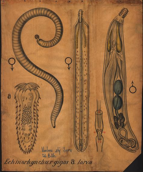 Phylum Acanthocephala