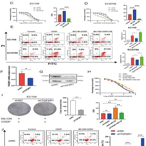 Tgf β1 Derived From M2 Tams Caused Escc Cells To Resist Cisplatin A B