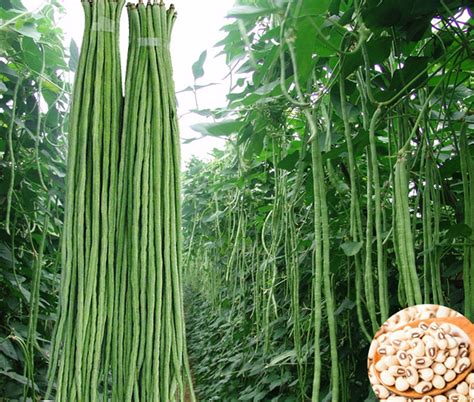 100 Vigna Unguiculata Plantas Vegetable Organic Healthy Plants Home