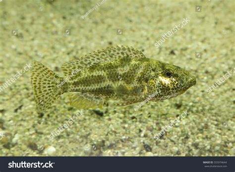 Nimbochromis Polystigma