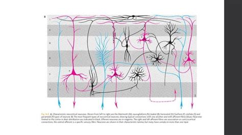 Microscopic Anatomy Of Cerebral Cortex Pptx Brain And Nervous System Disorders Diseases