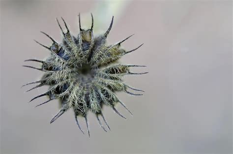 10 000 Free Triangular Seed Pods And Seed Pod Images Pixabay