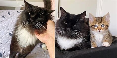 Cat Who Wandered Outside For Over A Year Now Has A New Purpose Being